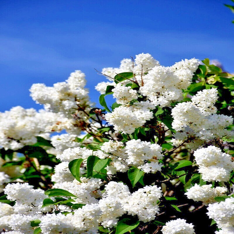 Japanese White Lilac Tree Seeds Flower Plant Cold Hardy Butterflies ...