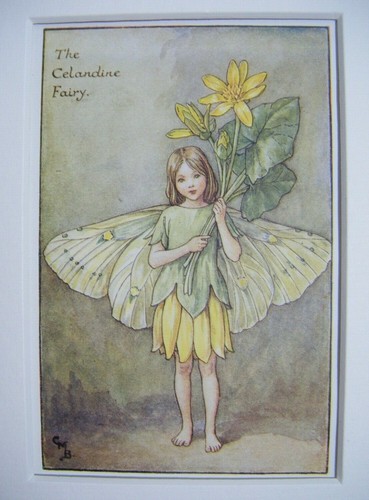 The Celandine Fairy Vintage Flower Fairies Print & Mount Cicely Barker ...