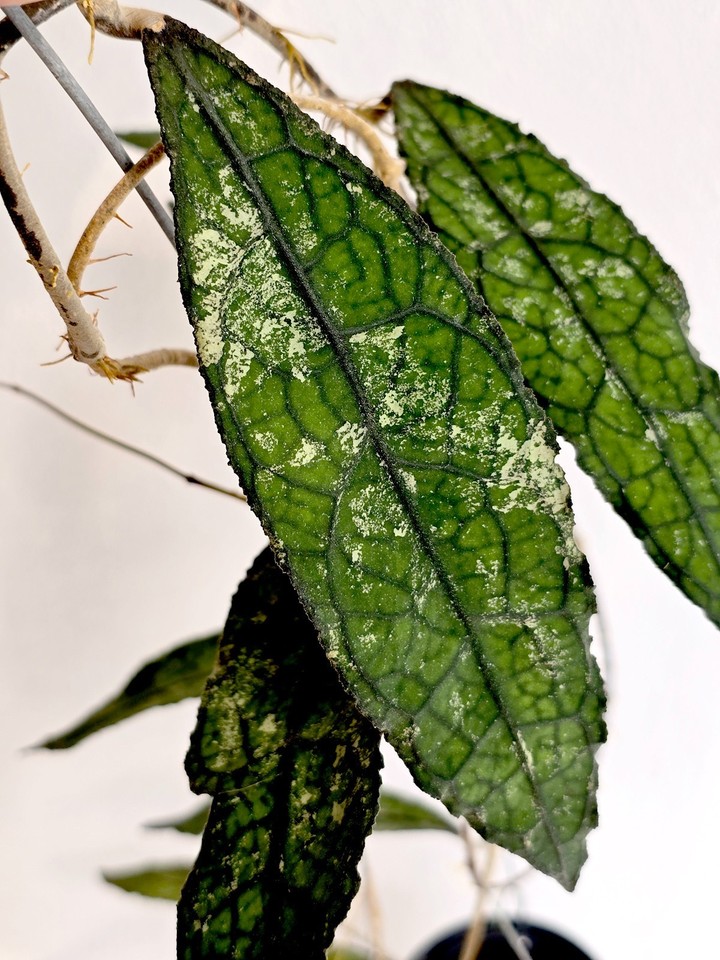 Hoya clemensiorum sp kermiri [n26j001] 1 pot, 1 plant, 20-22 inches ...