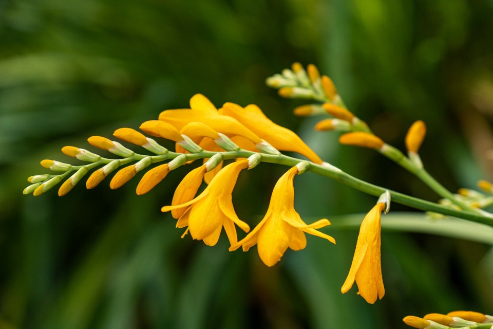 10x Crocosmia Small Flowering MIX Summer Bulbs Garden Perennial ...