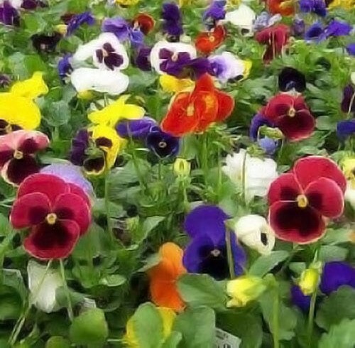 PANSY SWISS GIANT FLOWER SEEDS Flower Seeds Pansy Mix Flower Seeds | eBay