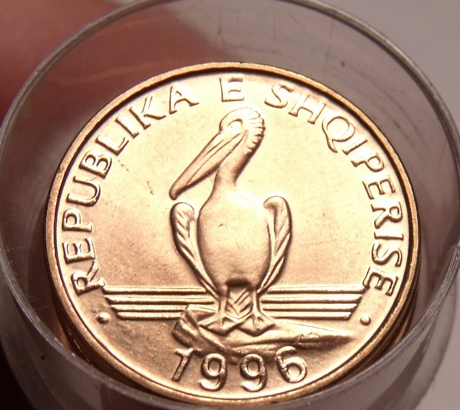 Gem Unc Roll (50 Coins) Albania 1996 One Lek~Brown Pelican Coins~Free ...