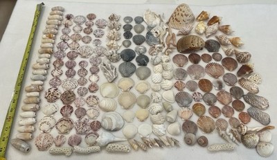 SHELLS SANIBEL, FL MIXED COLOR, SIZE, TYPES SEASHELL Crafts Collect 200 + LOT | eBay