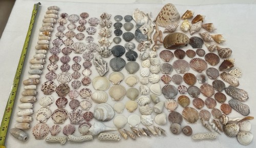 SHELLS SANIBEL, FL MIXED COLOR, SIZE, TYPES SEASHELL Crafts Collect 200 ...