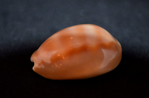 Rare Cypraea Lyncina Schilderorum -31 mm - Last one - French Polynesia ...