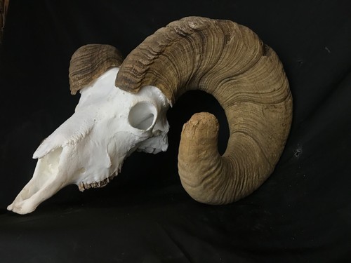 GIANT 180” Bighorn Sheep ram reproduction Horns Antler Deer Antlers ...