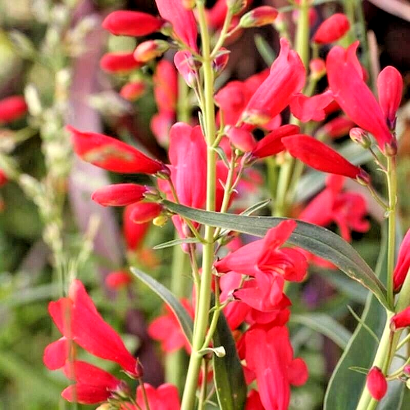 200+ PENSTEMON SEEDS HUMMINGBIRD MIX SPRING PERENNIAL BEARDTONGUE ...