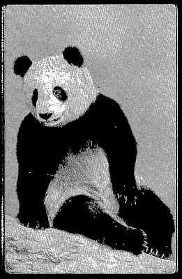 Chicago Natural History Museum Su-Lin The Giant Panda Vintage Postcard ...