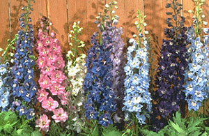 Delphinium Pacific Giant Mix (Round Table) 500 seeds | eBay