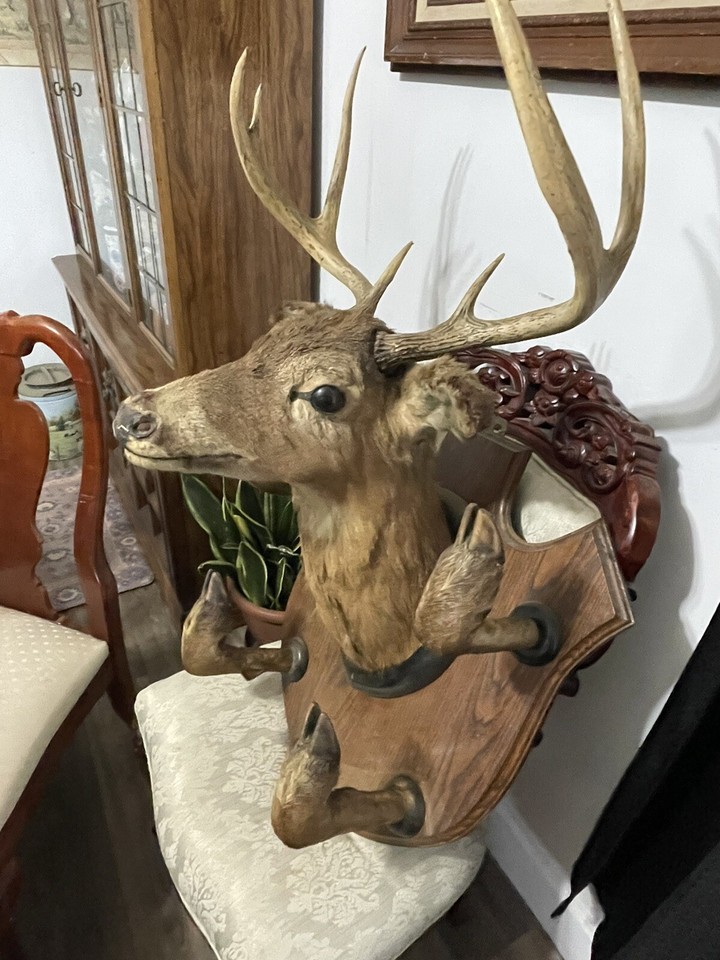8 Point Buck Mount | eBay