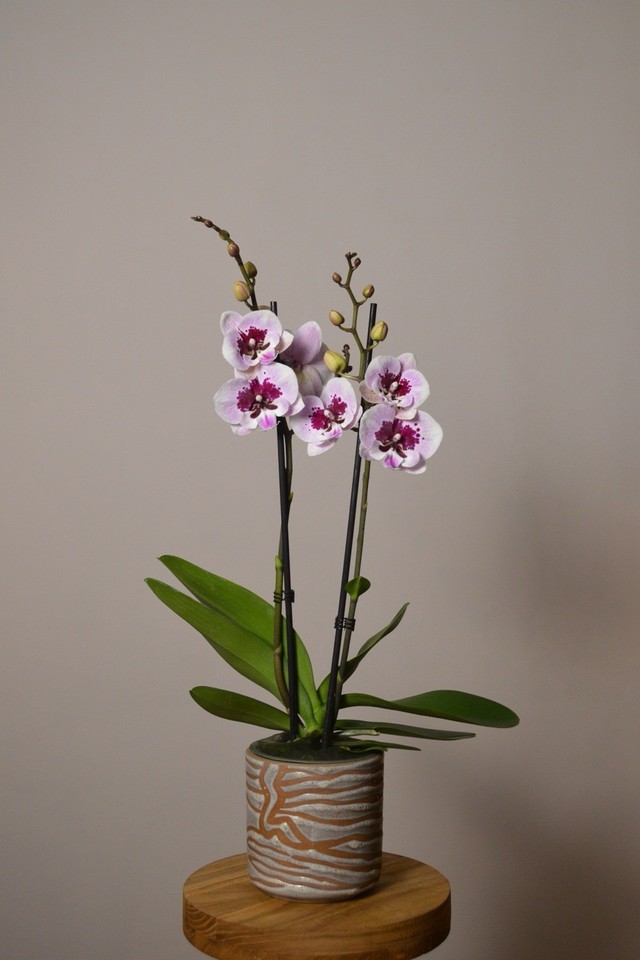 Phalaenopsis ‘Alladin’ Orchid Live Plant - 2 Flower Spikes | eBay