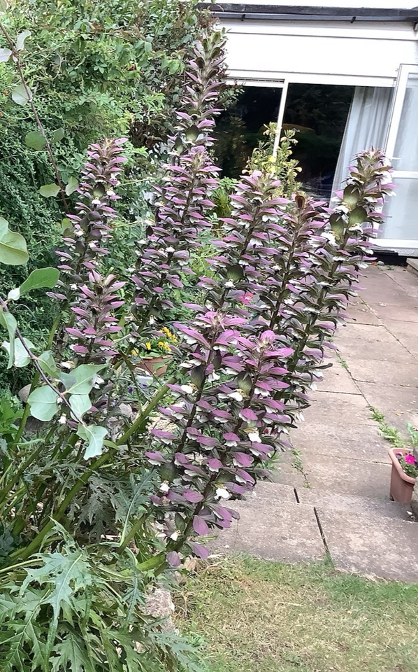 3 Acanthus Mollis Plants, dug from my own garden. Posted bare root ...