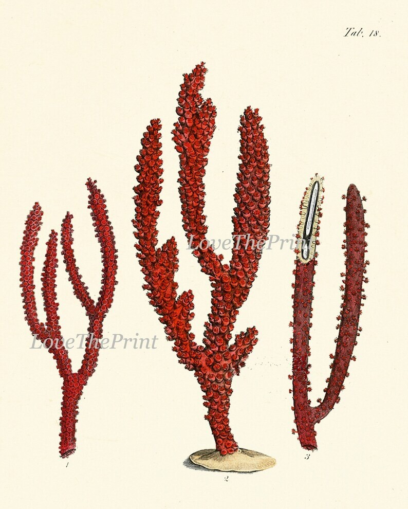 Red Coral Prints Wall Art Set of 6 Beautiful Antique Vintage Sea Ocean ...