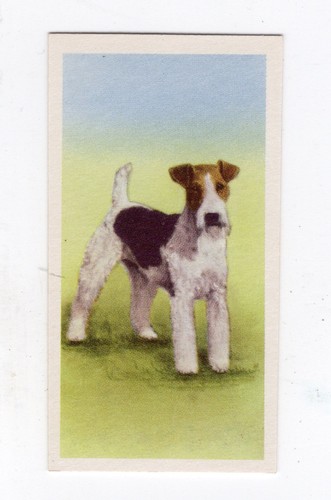 Priory Tea Dog Card 1957. Wire-haired Fox Terrier | eBay