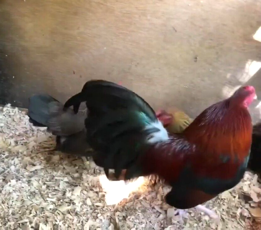 12 NPIP/AI CLEAN BB RED Old English Game Bantam Hatching Eggs ULTRA ...