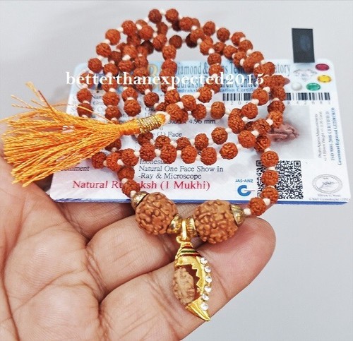 Rare 1 Mukhi Rudraksha / One Face Rudraksh Java Bead Size 10-12 MM ...