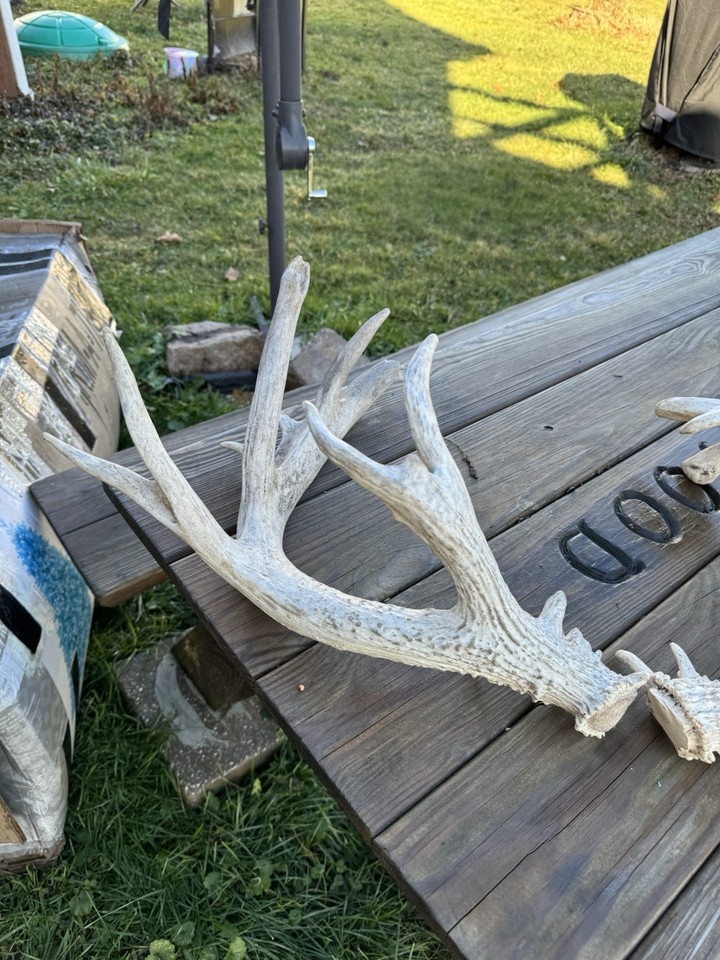 A Large Non Typical Deer Rack Antlers | eBay