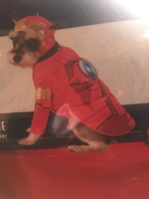 Marvel: Avengers Assemble Deluxe Iron Man Pet Costume | eBay