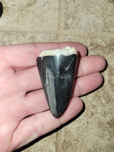 Tyrannosaurus Fossil Dinosaur Tooth Tyrannosaurus rex! 2.2 inches! | eBay