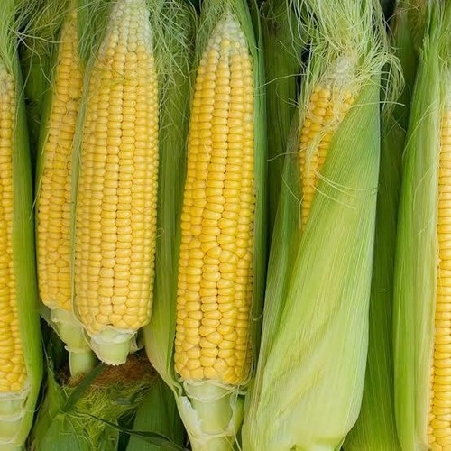 CORN JOLLY ROGER 25 seeds AU HEIRLOOM Sweet Juicy Easy* | eBay