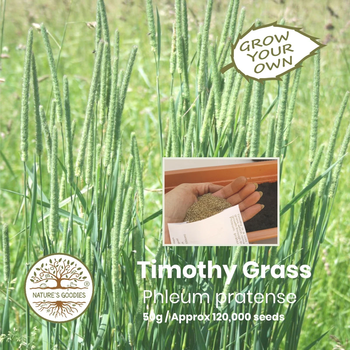 Timothy Grass Seed