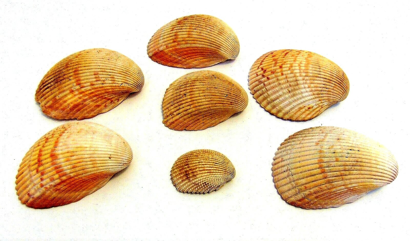 Set Lot of 7 Large Atlantic Cockle Ark Sea Shells 3.5" x 4.5" | eBay