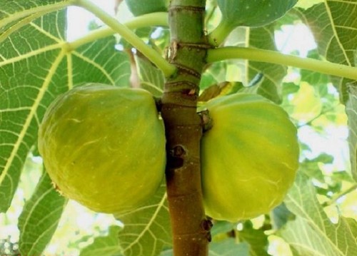 Fig Tree - White Orak Fig - Rooted 3 Pieces Fig Plants | eBay