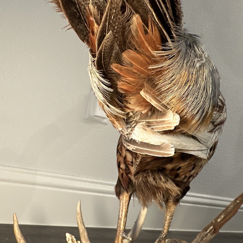 Pheasant Ring Neck Taxidermy Table / Shelf Display Mount | eBay