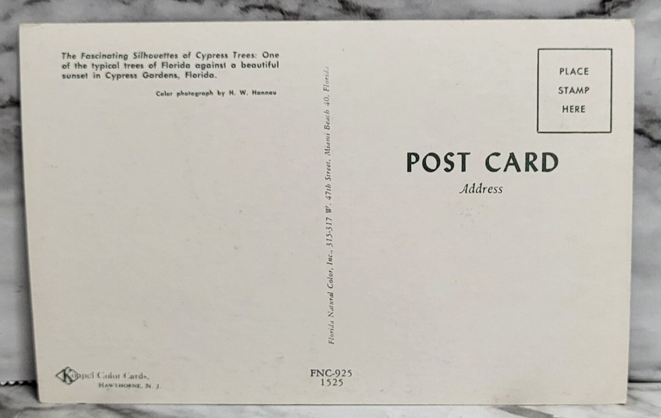Vintage Postcard. Cypress Trees Silhouetted in the Sunset. Cypress ...