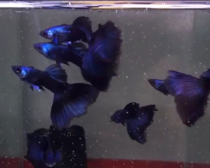 1 Pair Blue Tarzan Guppy Fish TANK BRED!! HIGH QUALITY!! BREEDING PAIR ...