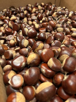 1 Lb - Fresh Chestnuts Fall 2024 Early Dropping Sweet Chestnuts Deer ...
