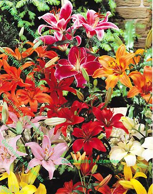 20 MIXED ORIENTAL LILY BULBS SPECIAL OFFER GARDEN PERENNIAL FANTASTIC ...