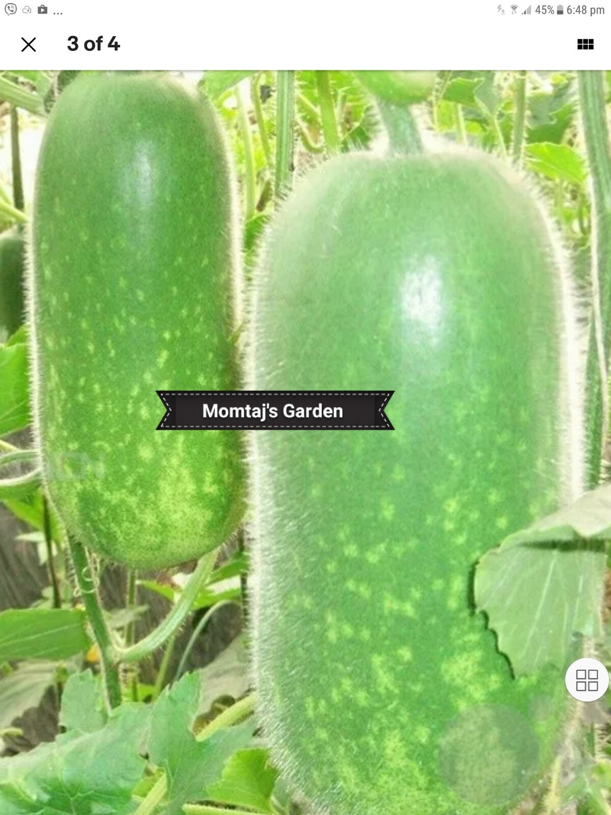 Ash Gourd Hairy Gourd High Yield & all most 5KG Weight Aus Gro Organic ...