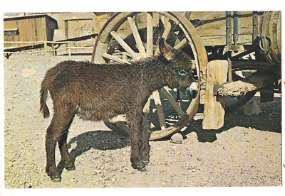 Burro Donkey Mule OUR MOST POPULAR NATIVE Animal Wagon Wheel Postcard ...