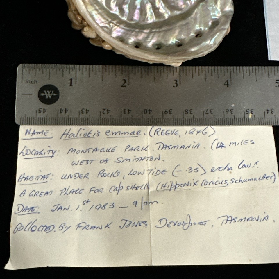 Seashell Haliotis Emmae Tasmania Australia 1983 82.55mm (S274) | eBay