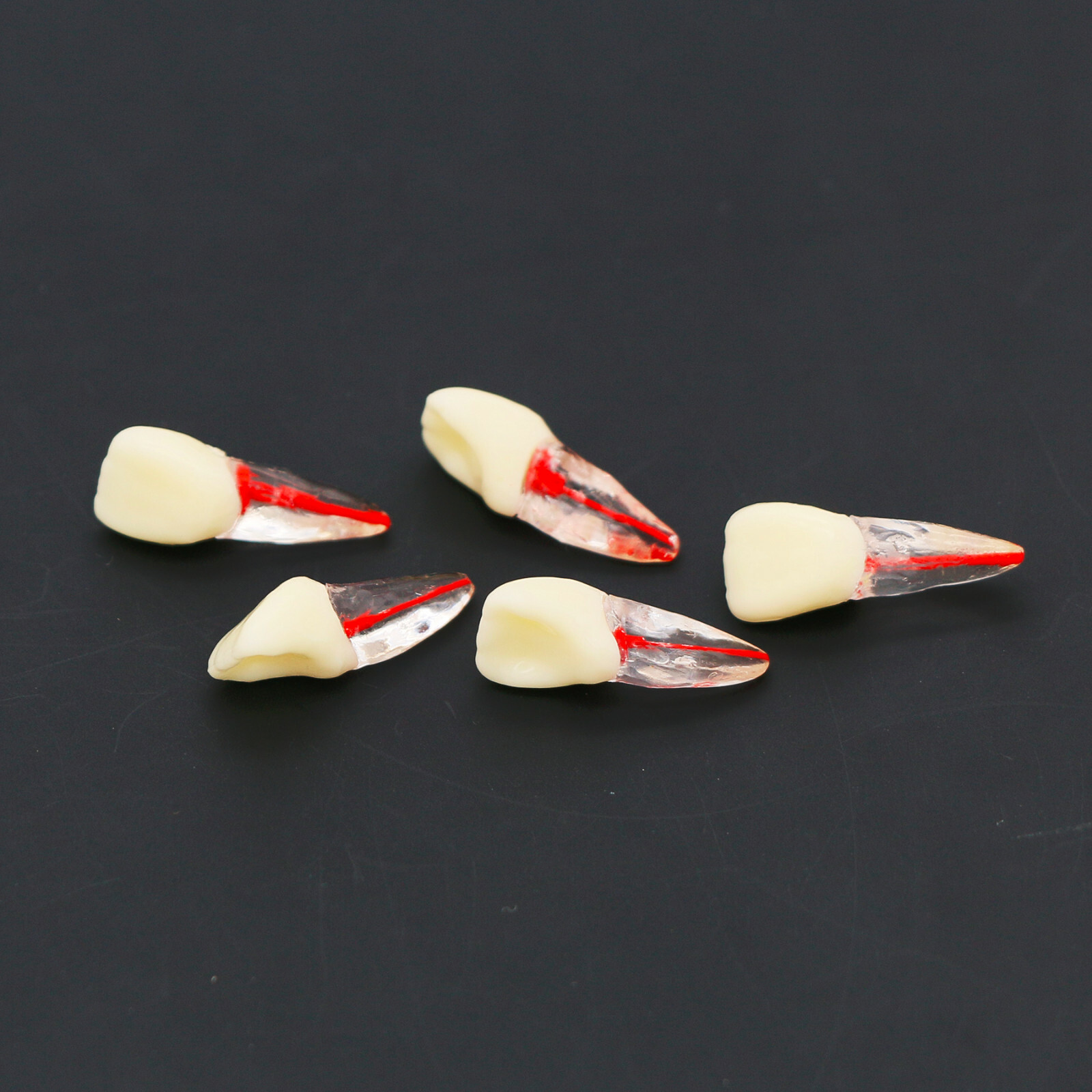 5Pcs Dental Endodontic Root Canal RCT Practice Pulp Cavity Endo Teeth ...