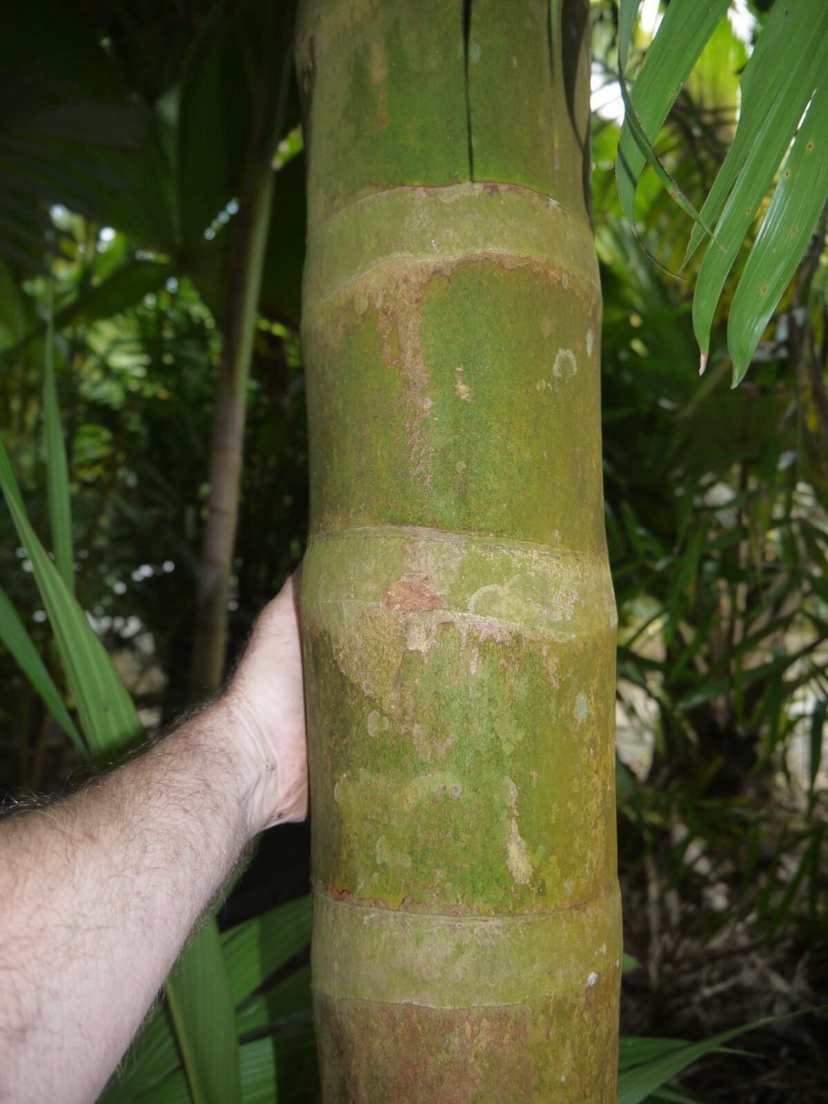 RARE PLANT COLLECTORS PALM .... Pinanga insignis.. SUPER FRESH SEEDS | eBay