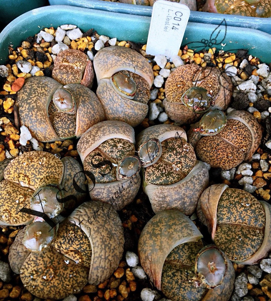 SEEDS-lithops (Kimberley form) C14 ex Shimada JAPAN 25 Seeds | eBay