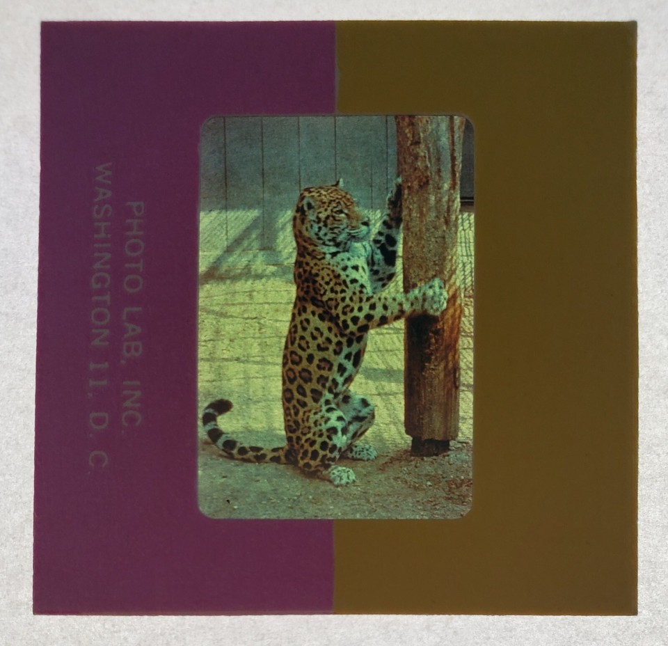 1960s Leopard Washington DC Zoo Scratching Post Pole Cat Vintage 35mm ...