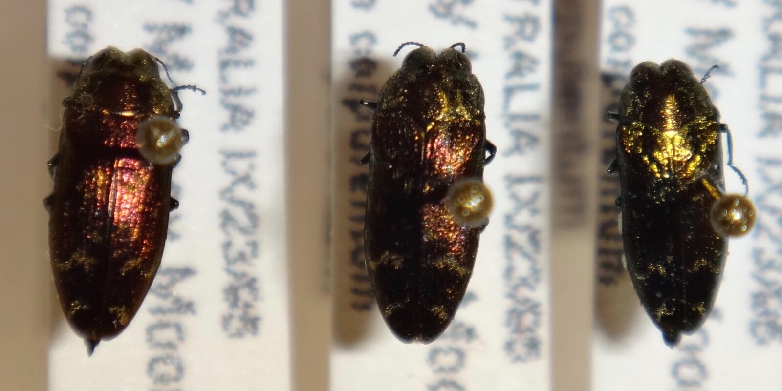 3 Ethon corpulentum Australia #028 Jewel Beetle Insect Buprestids ...