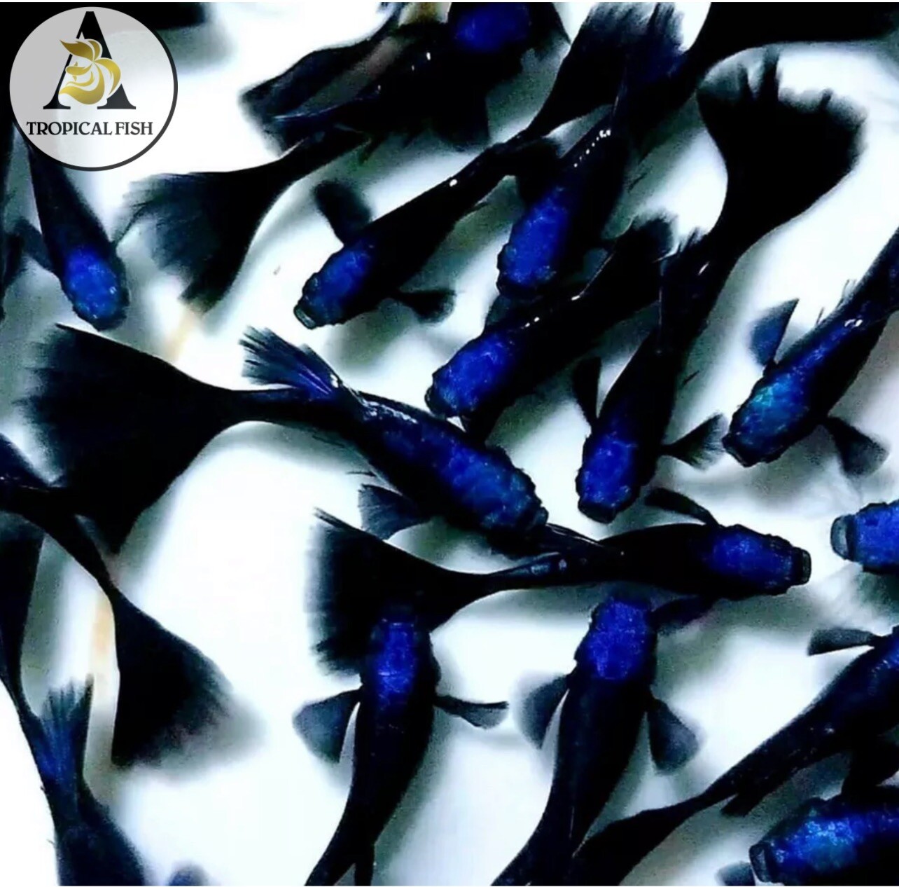 1 Pair - blue Tarzan Live Guppy Fish High Quality US Seller. | eBay