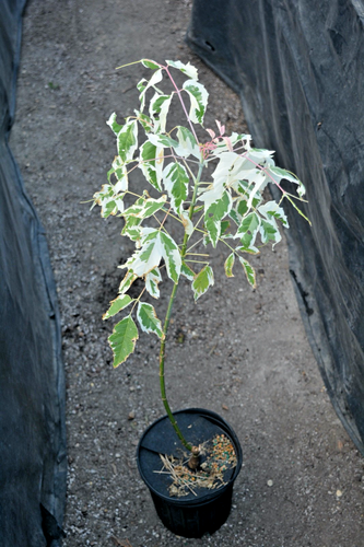 Acer negundo 'Flamingo' RARE variegated Boxelder Maple Japanese Maple ...