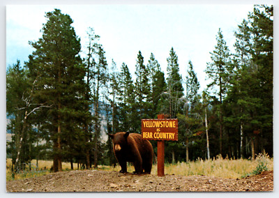 Bear next to Yellowstone is Bear Country Sign Vintage Postcard National ...