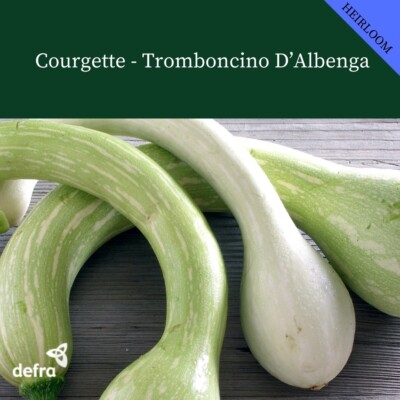 CLIMBING ITALIAN SQUASH / COURGETTE - TROMBETTA D'ALBENGA - 25 Seeds ...
