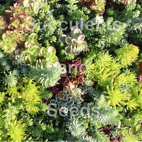 250 SEDUM Seeds - Alpine/Stonecrop Seeds for Rock Gardens, Roofs ...