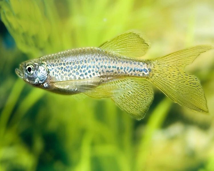 Turquoise Danio