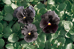Pansy Atlas Black 1,000 seeds | eBay