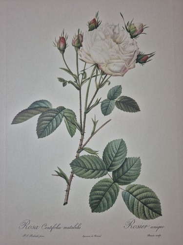 PJ Redoute 1956 Rosa Centifolia Mutabilis Flower Print Pink Roses Wall ...