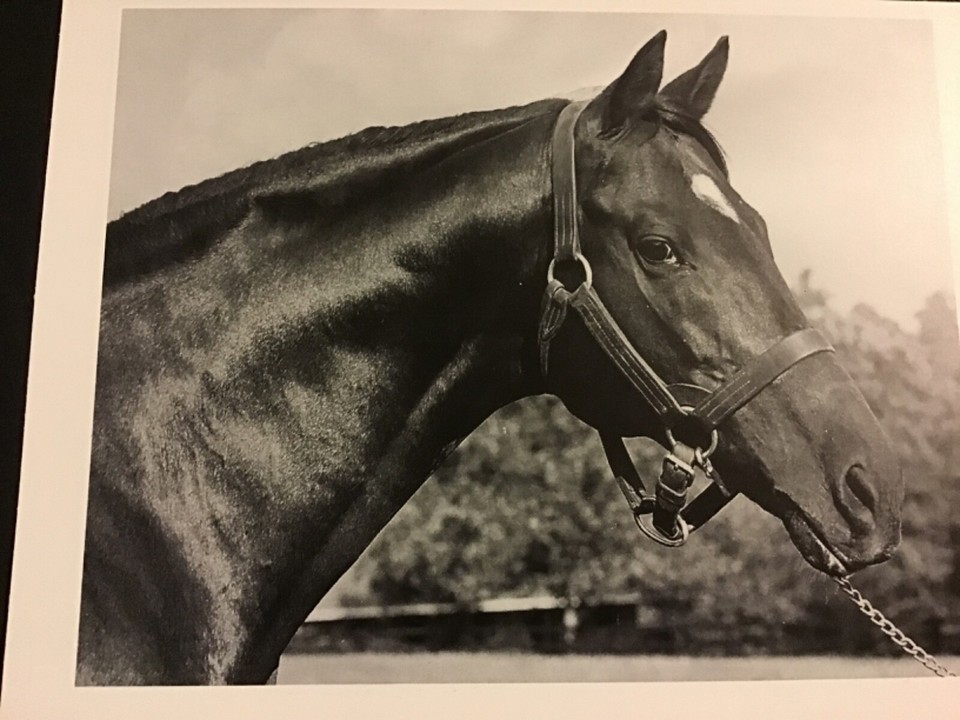 NASRULLAH photo Horse Racing CHAMPION SIRE BOLD RULER SECRETARIAT | eBay