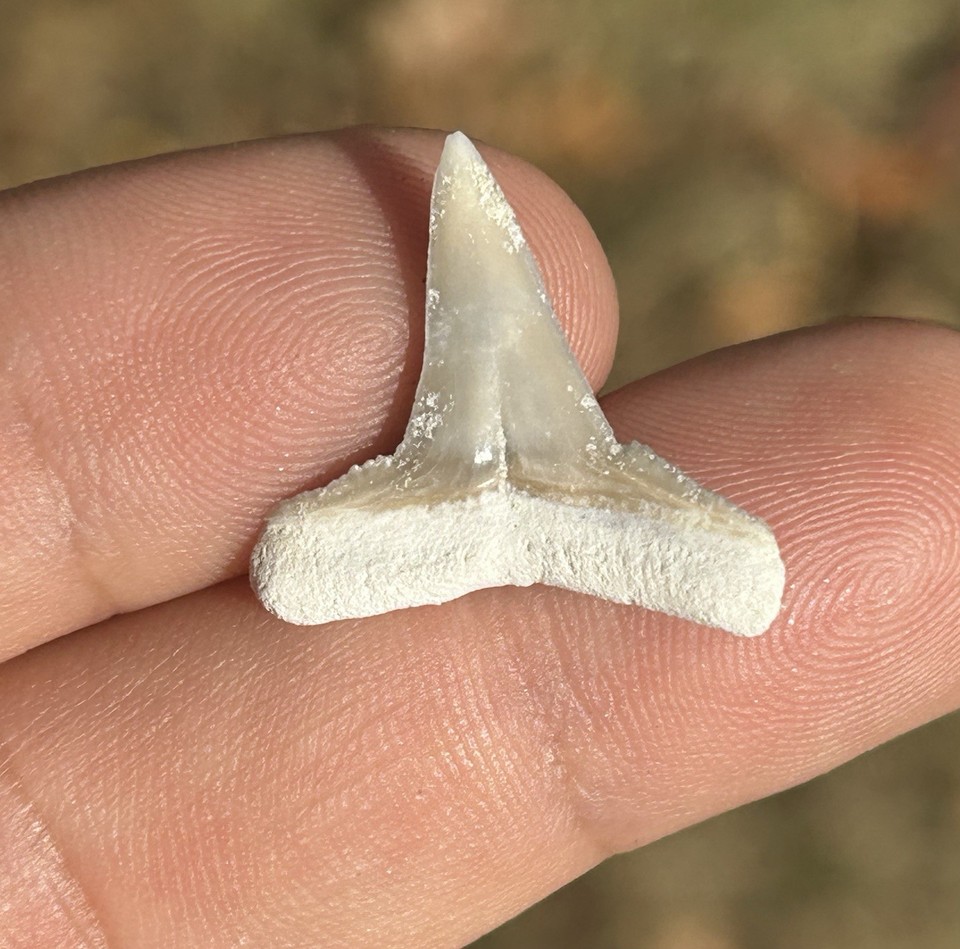 Lemon Shark Tooth Fossil 0.9” – Bone Valley Florida | Beautiful ...